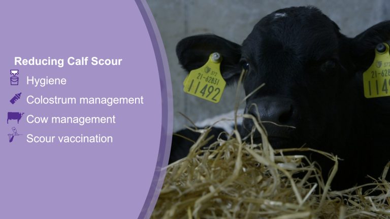 Tackling calf scour – Time to think vaccination - Bovilis Scour Vaccine