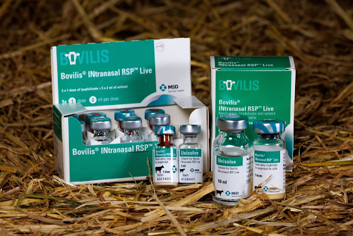 Bovilis INtranasal RSP Live