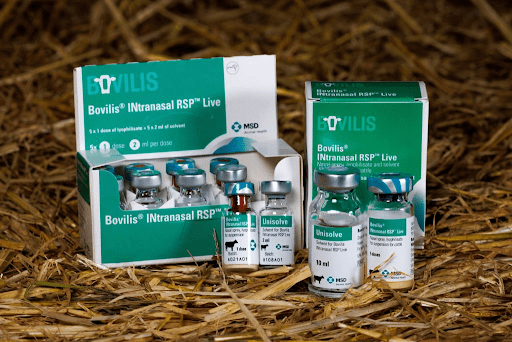 Bovilis INtranasal RSP Live