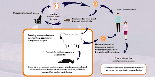 Toxovax