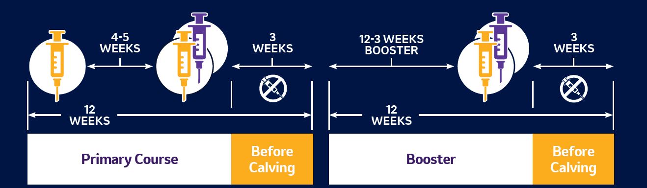 Bovilis Cryptium - bovilis-ie