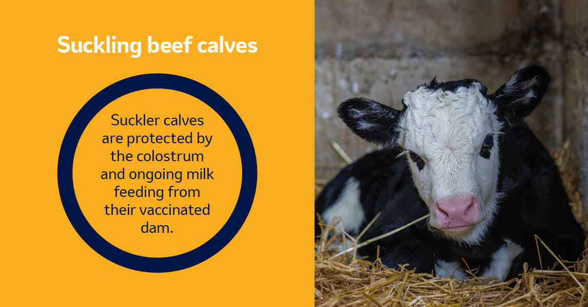 Bovilis Cryptium - bovilis-ie