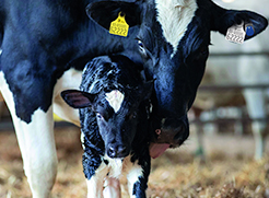 Bovilis Cryptium - bovilis-ie